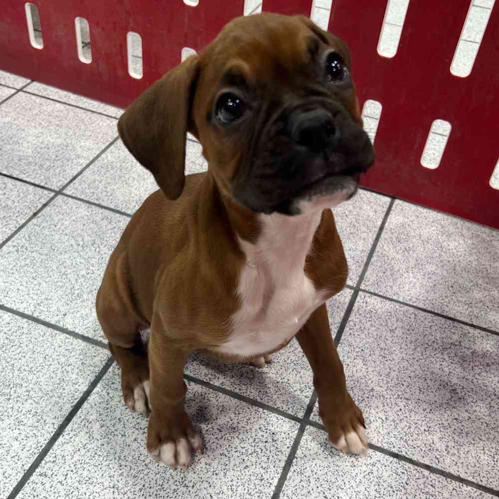 Mina, Female Boxer Puppy for sale in Troy