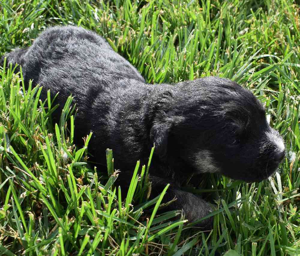 Maria, Female Huskypoo - Siberian Husky / Poodle Puppy for sale in Troy