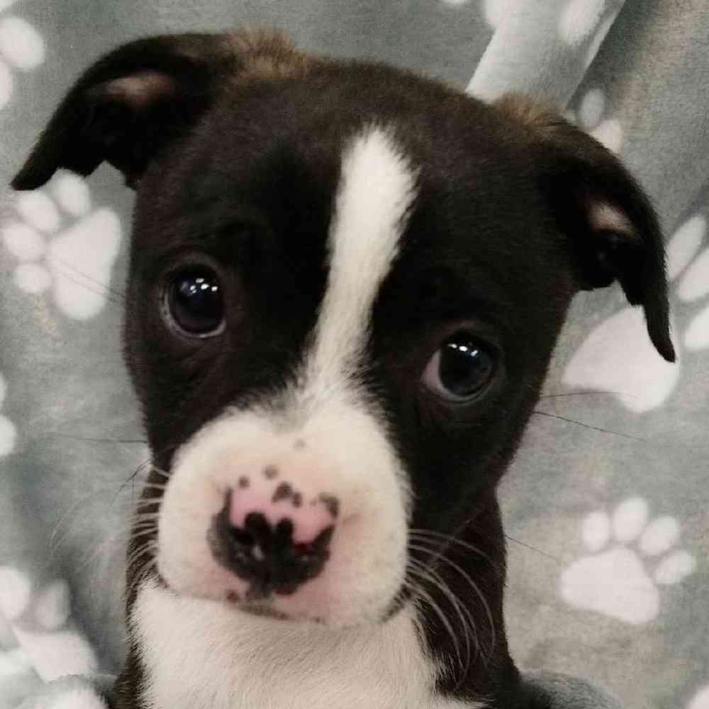 Information on Brat Terrier Puppies for Sale in Michigan