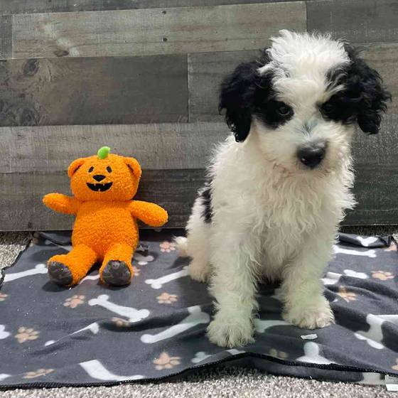 Mini Bernedoodle Puppies for Sale in Michigan
