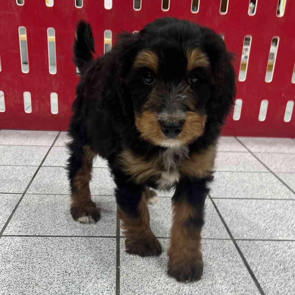 Muffin, Male Mini Bernedoodle Puppy for sale in Troy