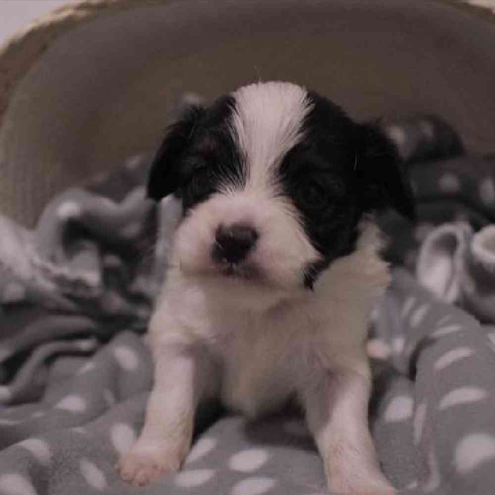 Gary, Male Papillon Puppy for sale in Troy