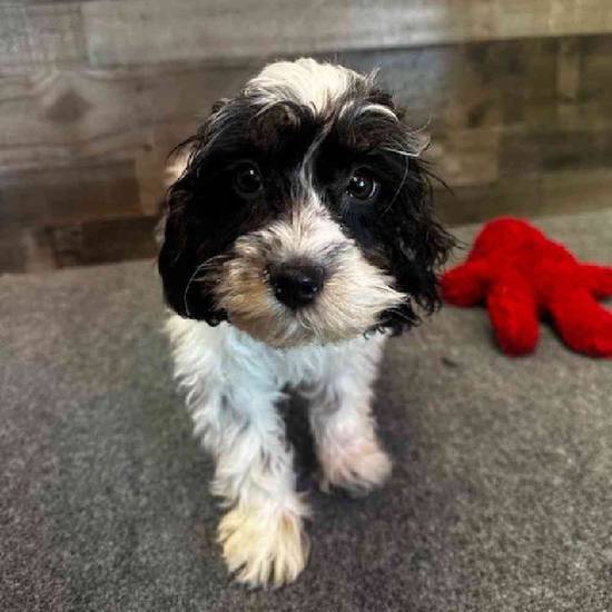 Available Puppies For Sale in Michigan - The Family Puppy