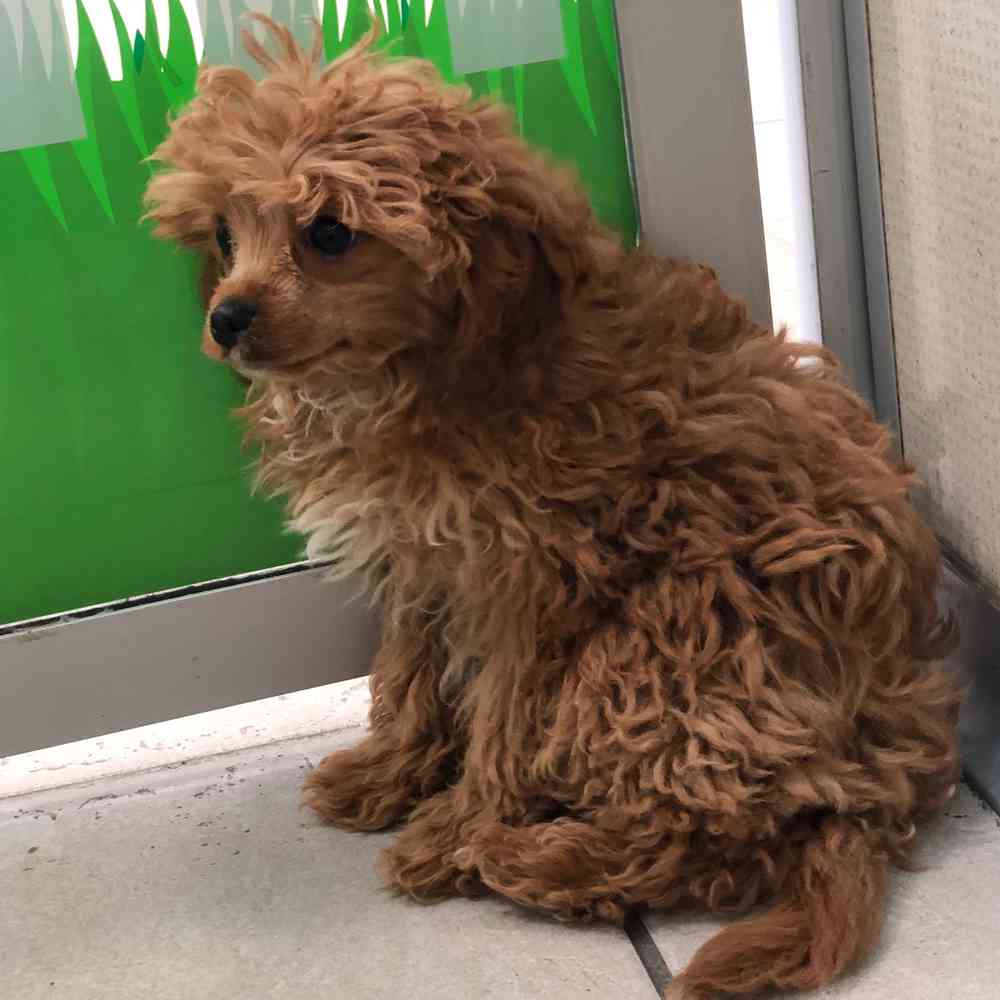 Ruby, Female Cavapoo Puppy for sale in Novi