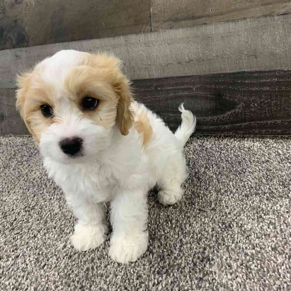 Zoe, Female Cavachon Puppy for sale in Troy