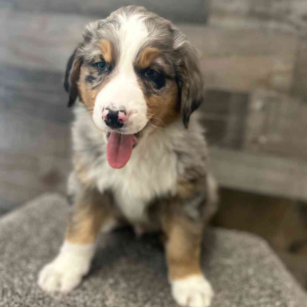 Available Puppies For Sale in Michigan - The Family Puppy