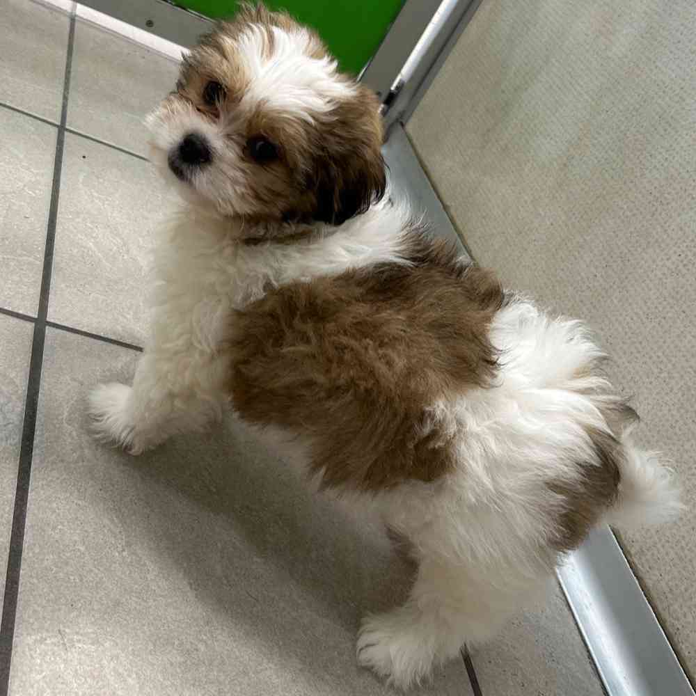 Matthew, Male Shih Tzu-Pom Puppy for sale in Novi