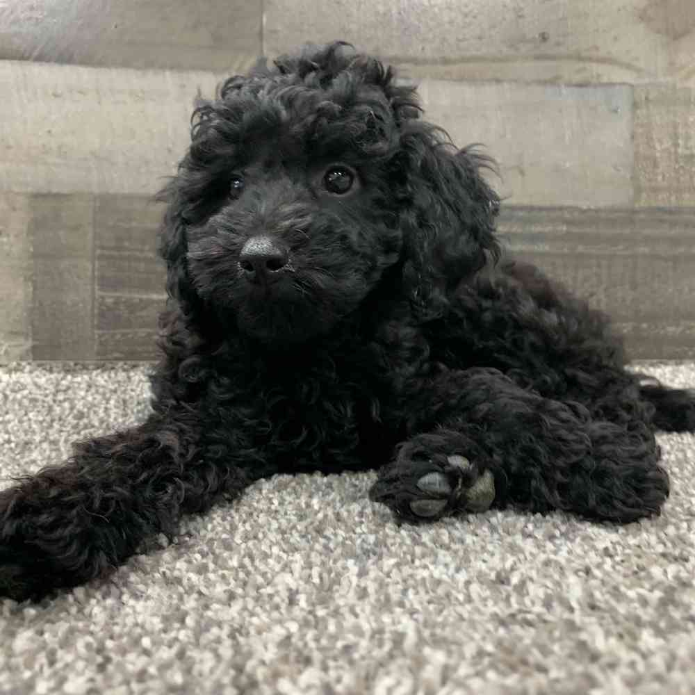 Information on Mini Newfypoo (F1B) Puppies for Sale in Michigan