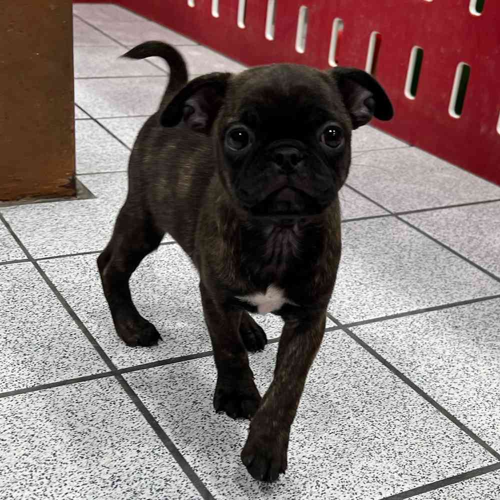 Information on Boston Terrier-Pug Puppies for Sale in Michigan