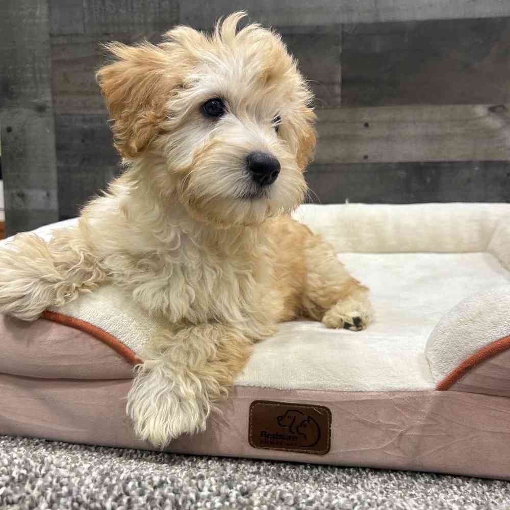 Information on Toy Poodle-Soft Coated Wheaten Terrier Puppies for Sale ...