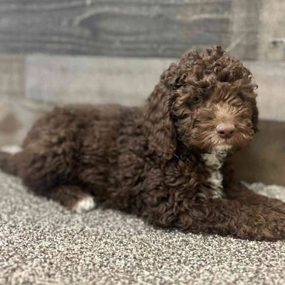 Cockapoo Puppies for Sale in Michigan