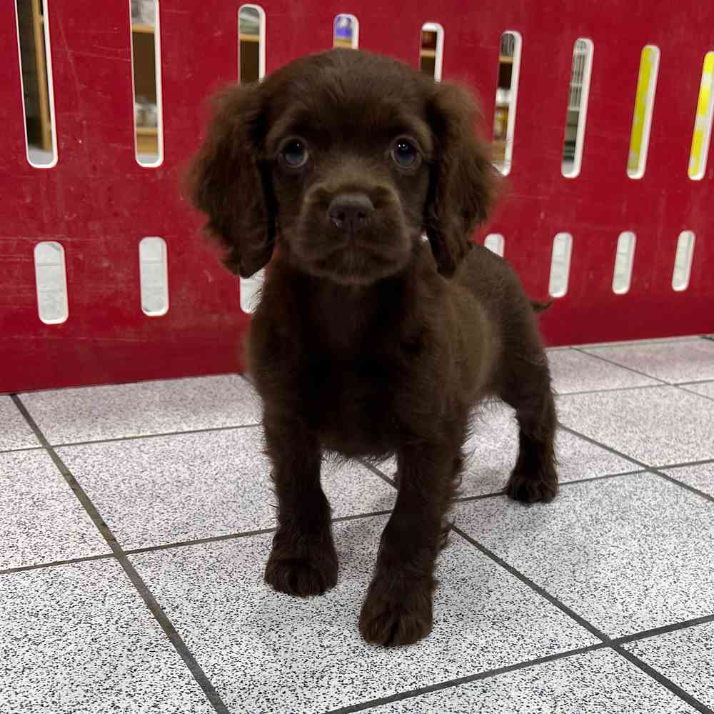 Judy, Female Cockapoo Puppy for sale in Troy