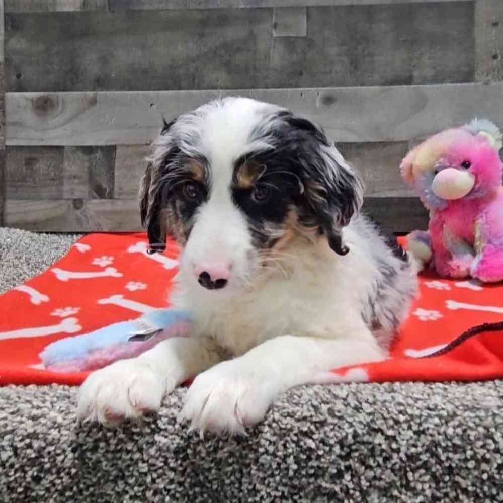 Available Puppies For Sale in Michigan - The Family Puppy
