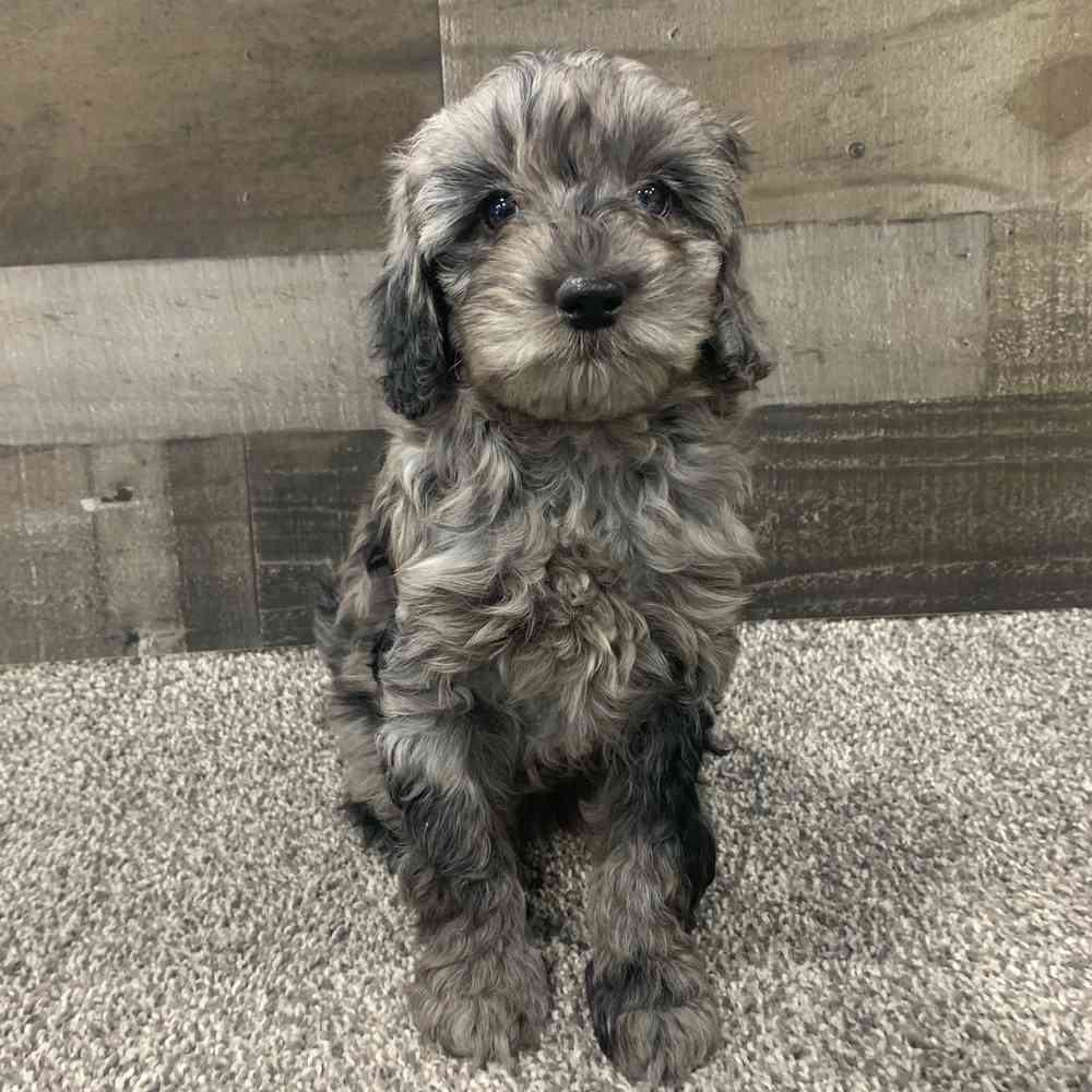 Sapphire, Female Mini Newfy Poo Puppy for sale in Troy
