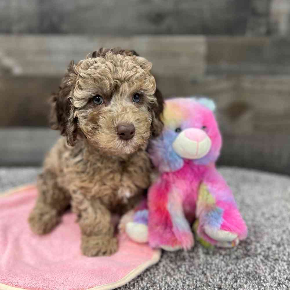 Information on Cockapoo Puppies for Sale in Michigan