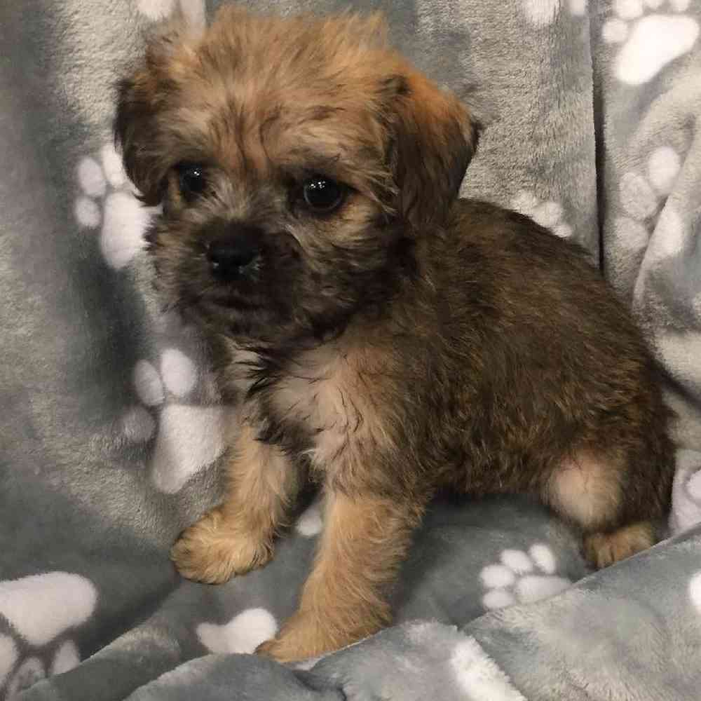 Information on Pug-A-Poo Puppies for Sale in Michigan