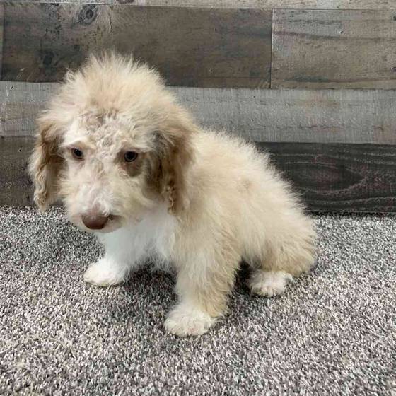 Mini Bernedoodle Puppies for Sale in Michigan