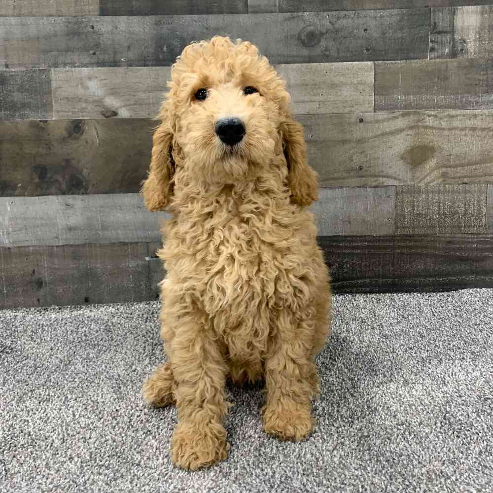 Information on Mini Goldendoodle 2nd Gen Puppies for Sale in Michigan