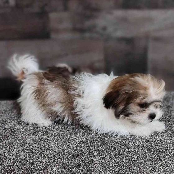 Ken, Male Shih Tzu-Pom Puppy for sale in Flint