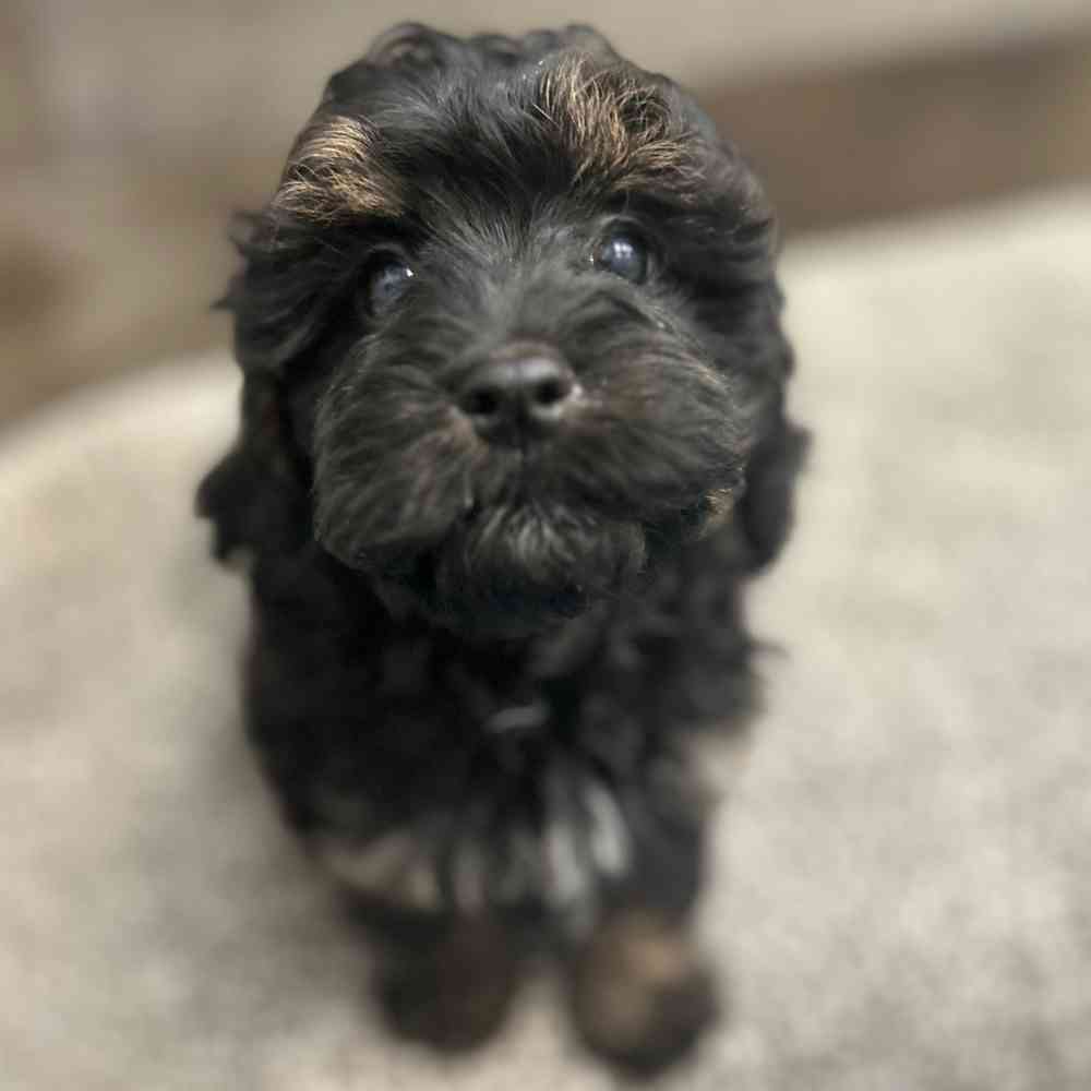 Information on Cavapoo Puppies for Sale in Michigan