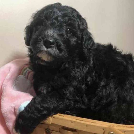 Chrissy, Female Mini Newfypoo (F1B) Puppy for sale in Flint