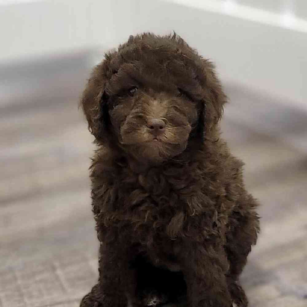 Duchess, Female Mini Newfypoo (F1B) Puppy for sale in Flint