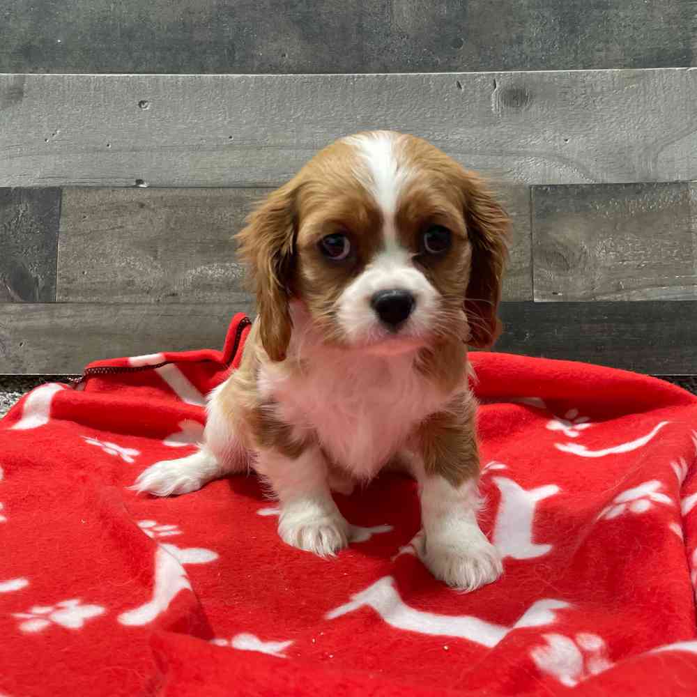 Available Puppies For Sale in Michigan - The Family Puppy