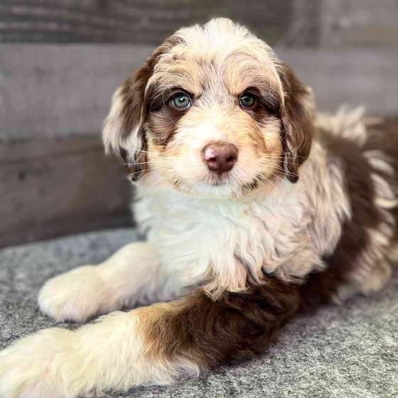 Available Puppies For Sale in Michigan - The Family Puppy