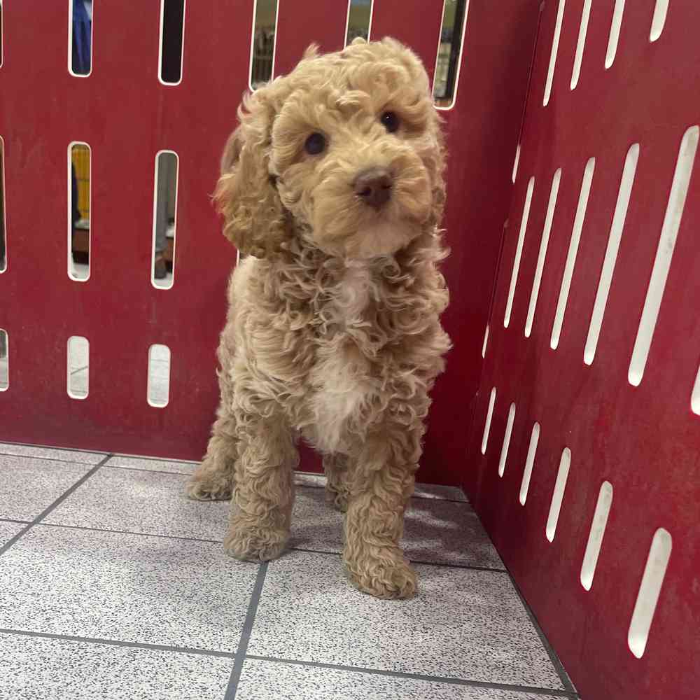 Information on Mini Poodle Puppies for Sale in Michigan