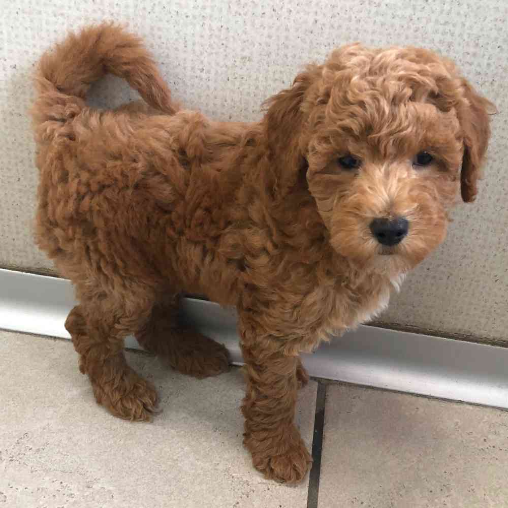 Walter, Male Mini Goldendoodle 2nd Gen Puppy for sale in Novi