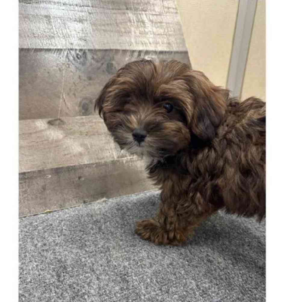 Dolly, Female Shorkie Puppy for sale in Novi