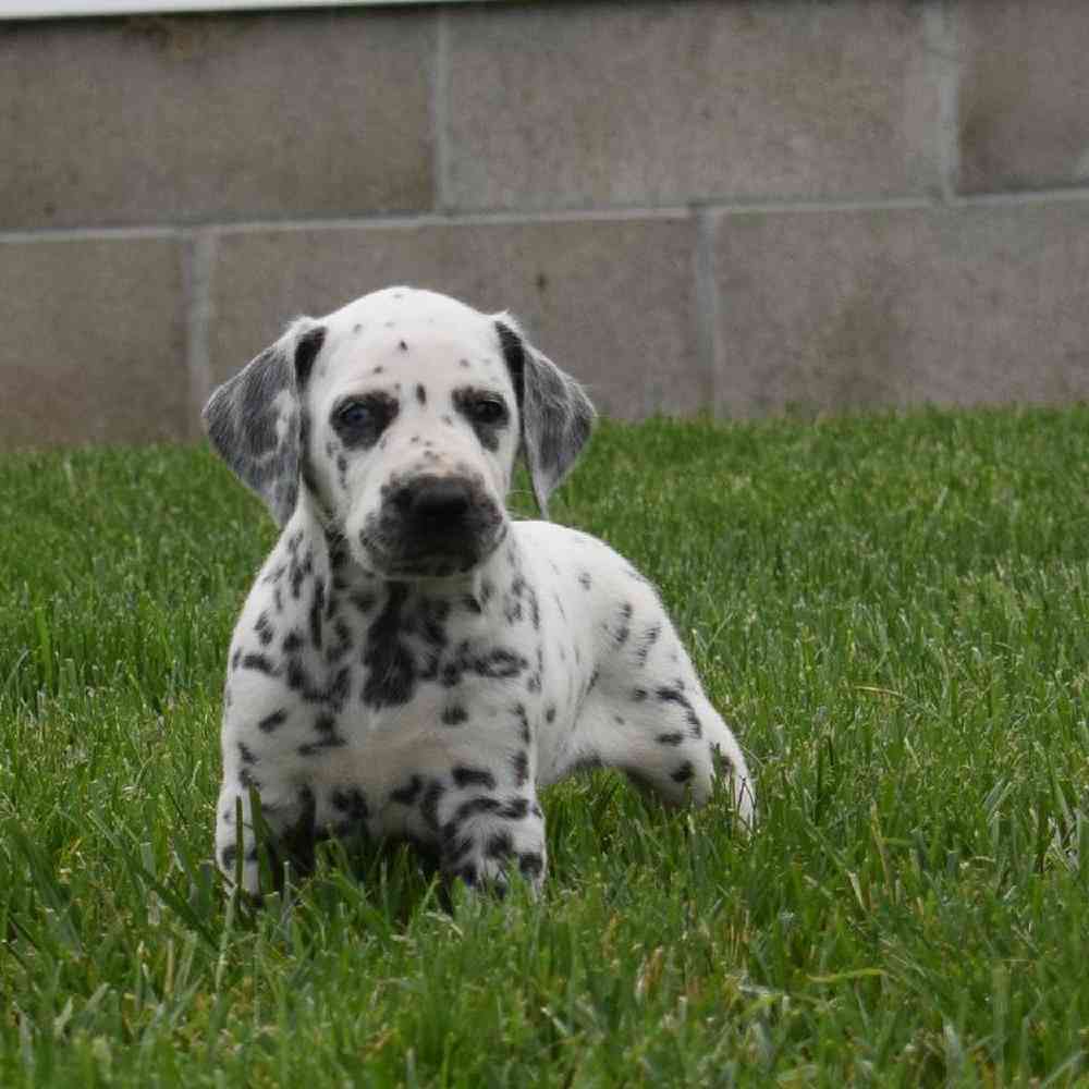 Perdita, Female Dalmatian Puppy for sale in Flint