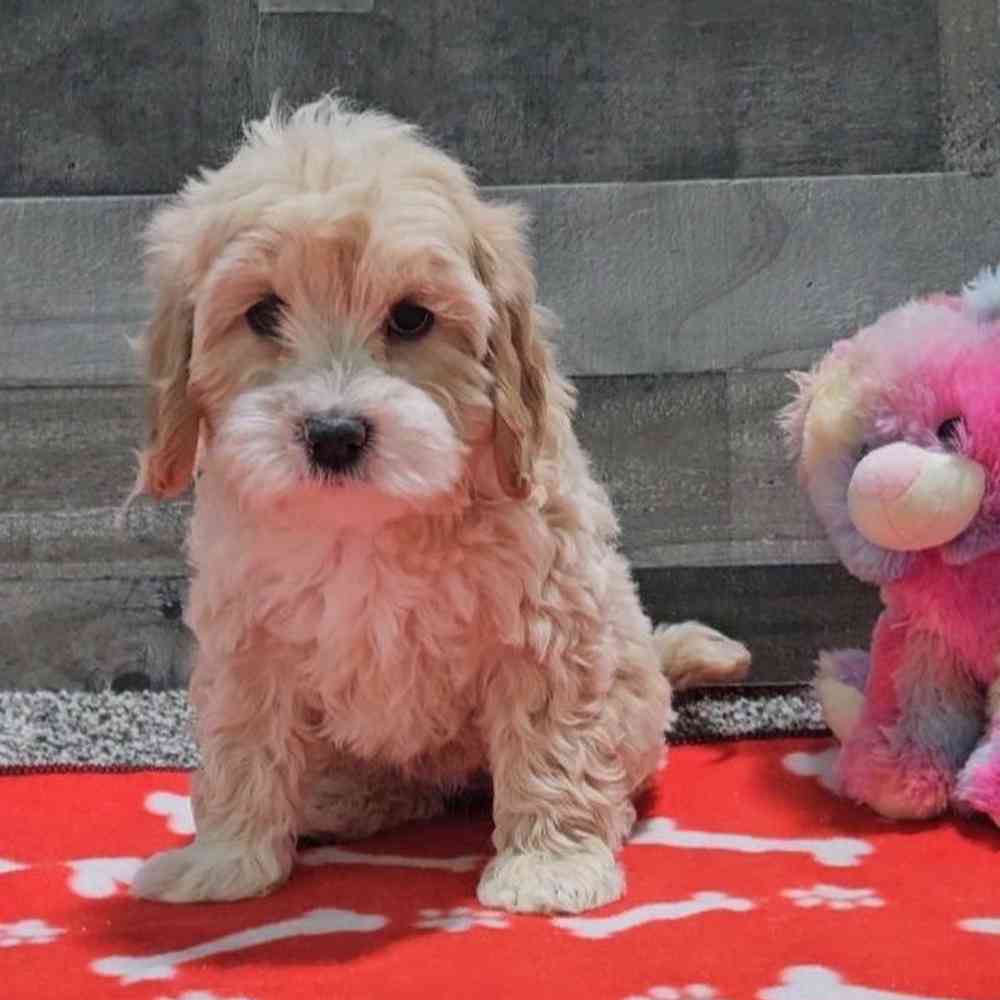 Alice, Female Cavapoo Puppy for sale in Troy