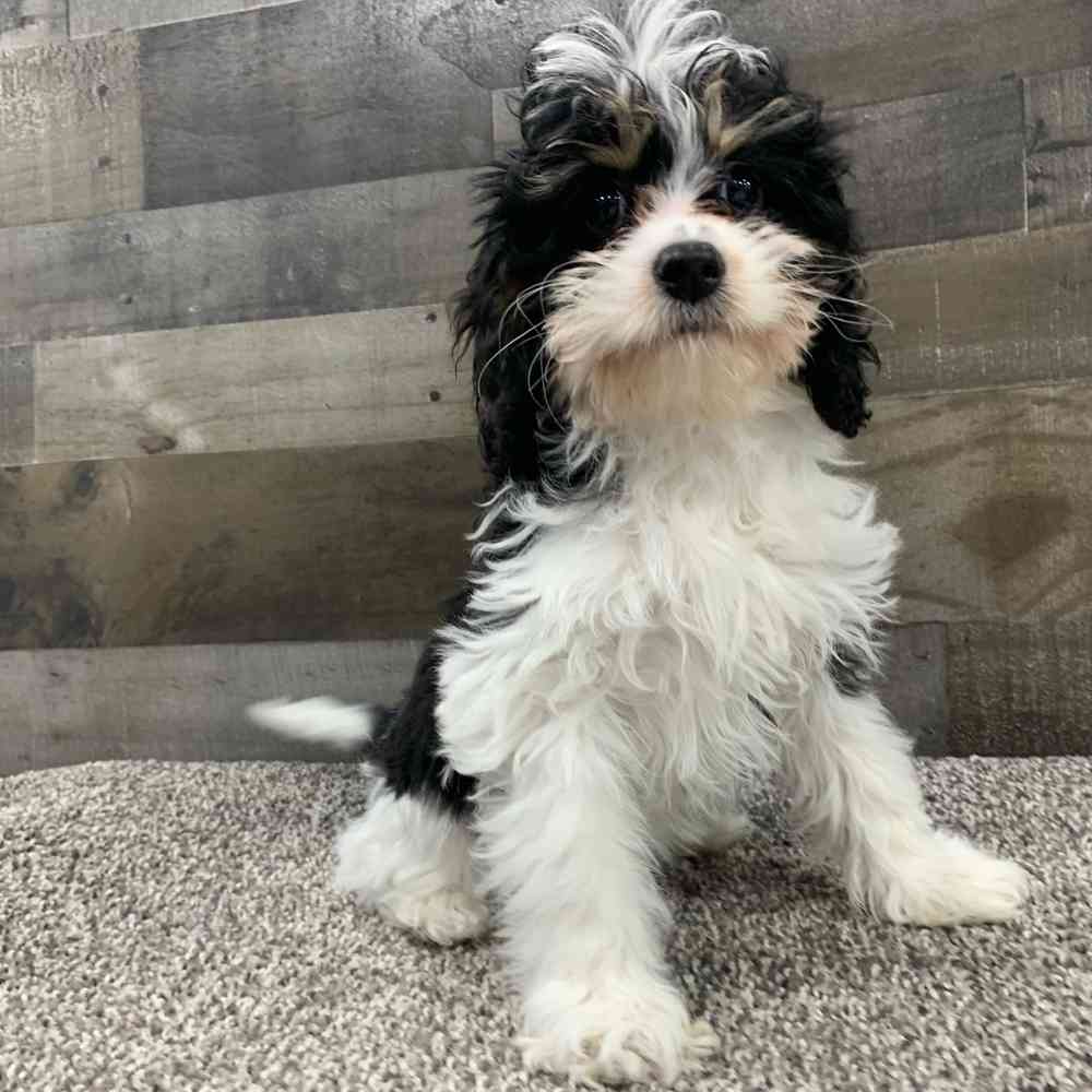 Information on Cockapoo Puppies for Sale in Michigan