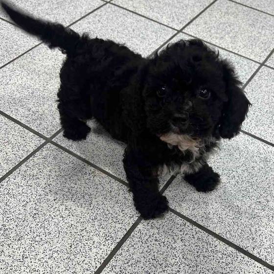 Chip, Male Cavapoo Puppy for sale in Troy
