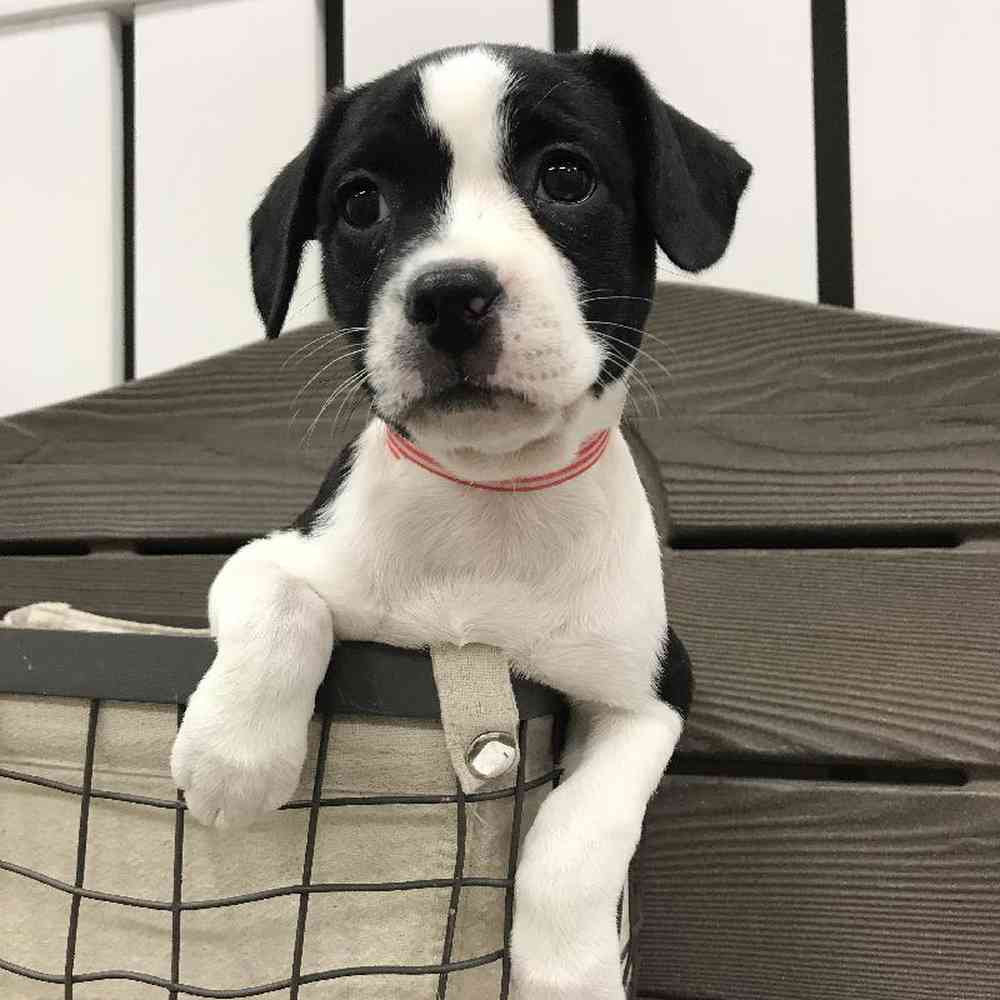 Information on Brat Terrier Puppies for Sale in Michigan