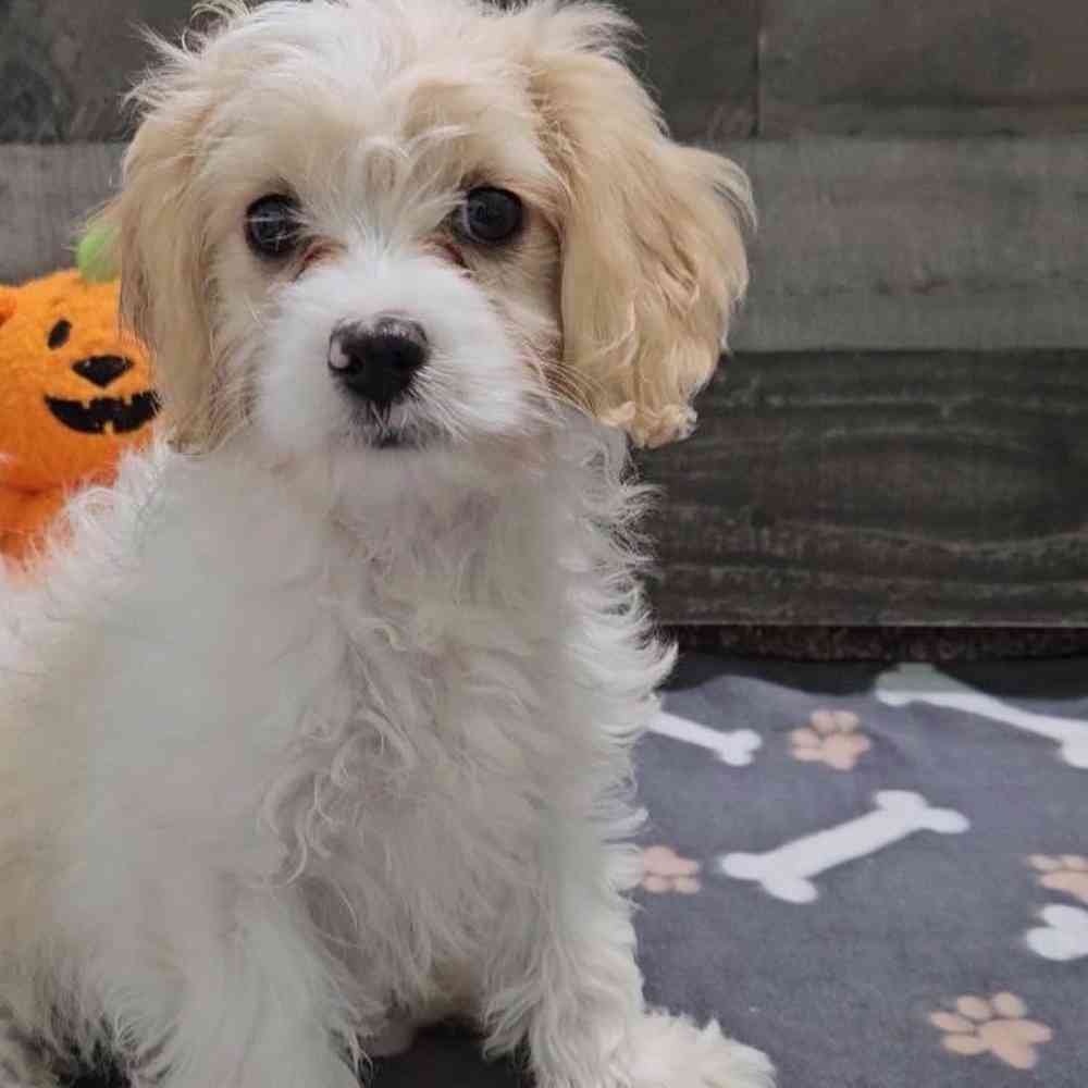 Available Puppies For Sale in Michigan - The Family Puppy