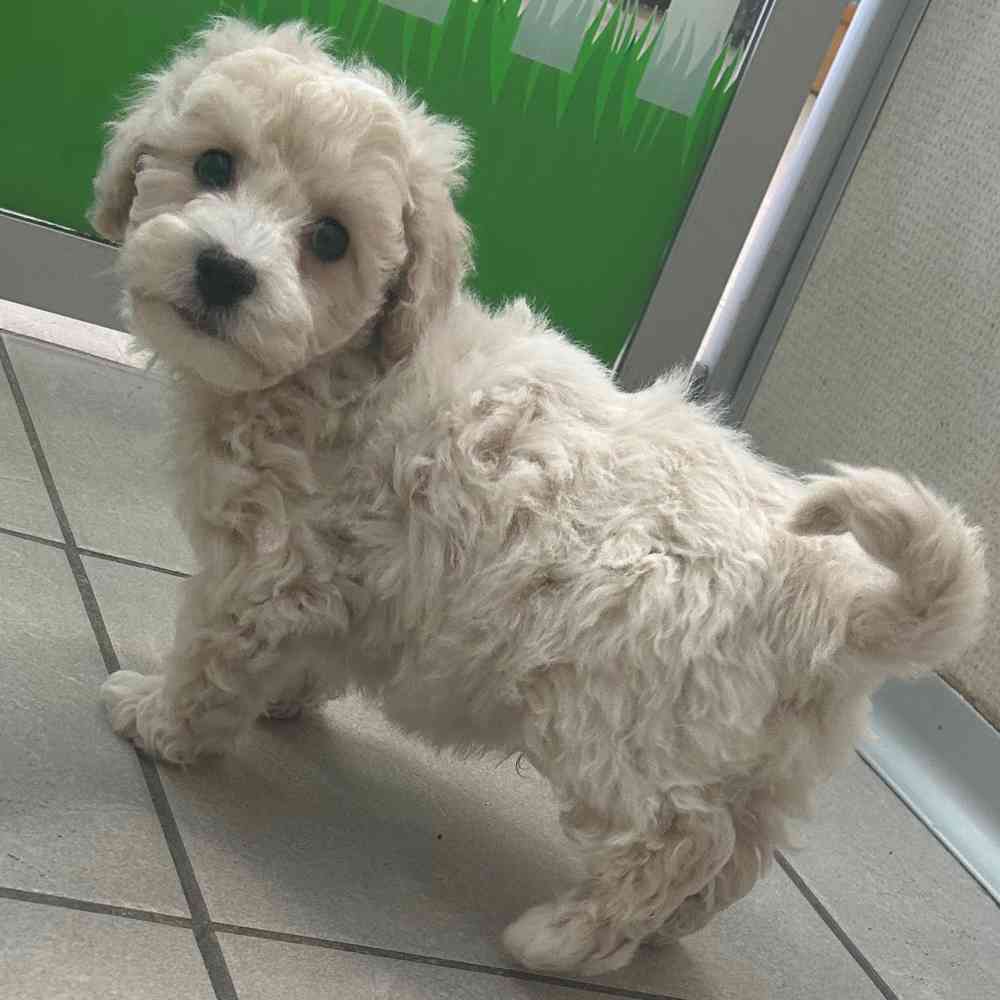 Brian, Male Bichon-Poodle Puppy for sale in Novi