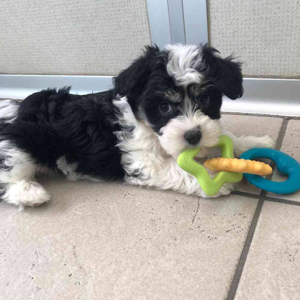 Thalia, Female Aussiechon Puppy for sale in Novi