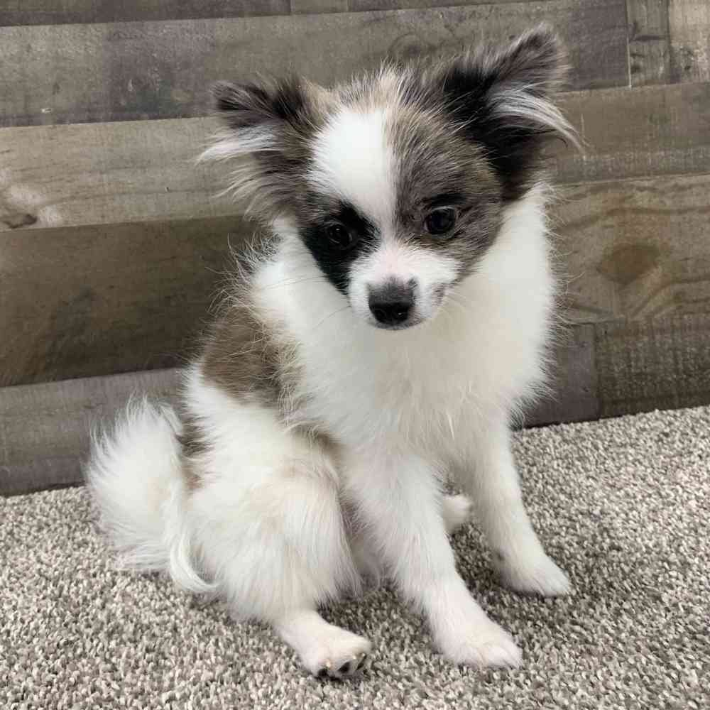 Information on Pomeranian Poodle Puppies for Sale in Michigan