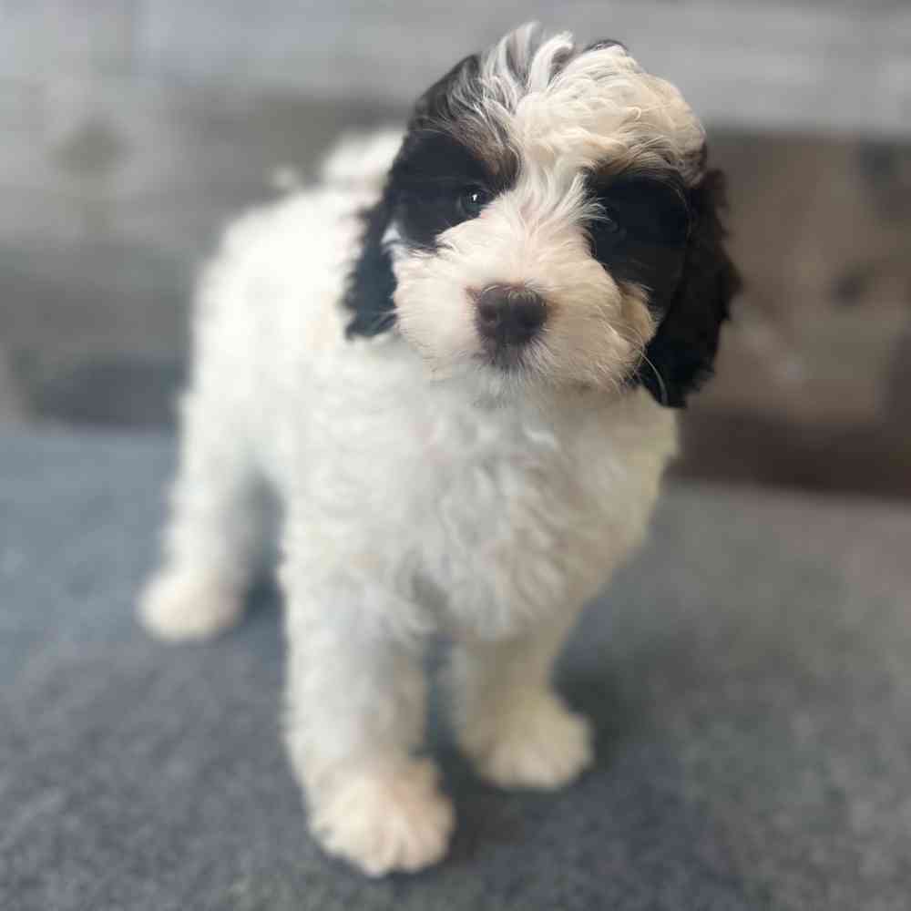 Mini Bernedoodle Puppies for Sale in Michigan