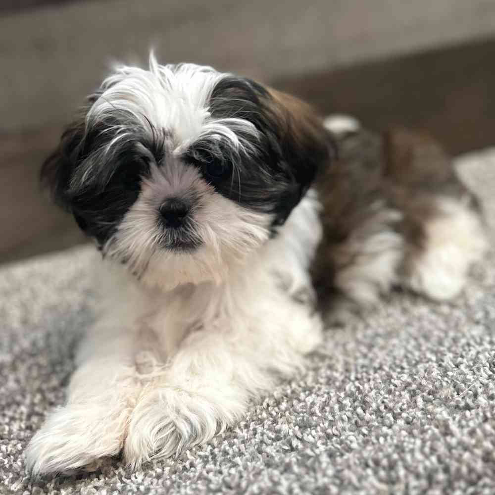 Information on Shih Tzu-Bichon Puppies for Sale in Michigan