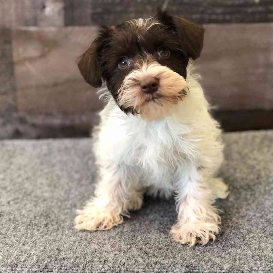 Ann, Female Mini Schnauzer Puppy for sale in Novi