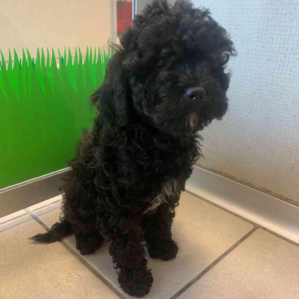 Information on Mini Newfypoo (F1B) Puppies for Sale in Michigan