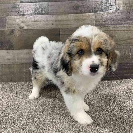 Available Puppies For Sale in Michigan - The Family Puppy