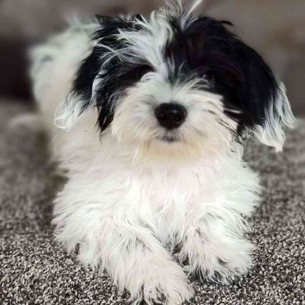 Dogs & Puppies for Sale in Troy, Michigan | The Family Puppy