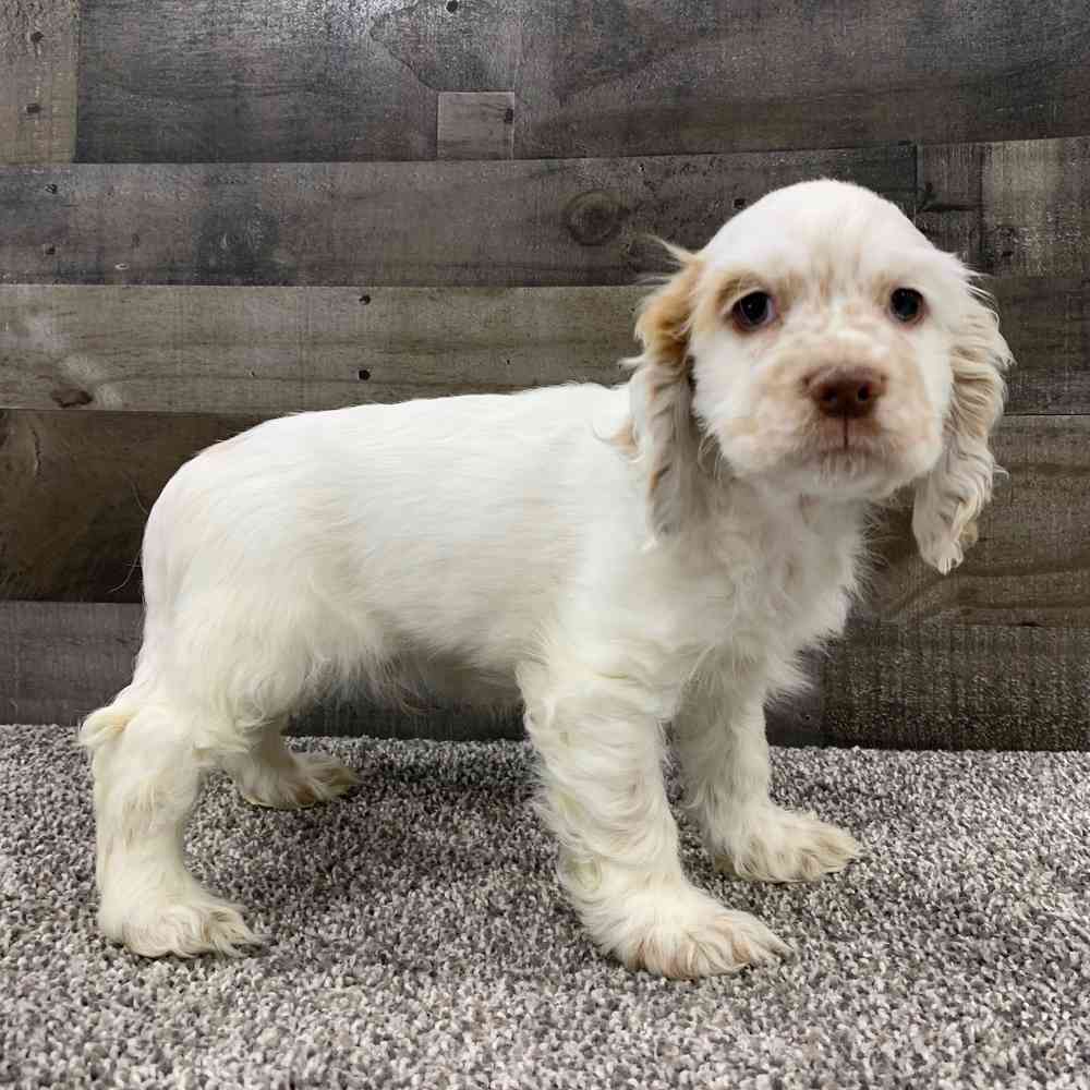 Information on Cockapoo Puppies for Sale in Michigan