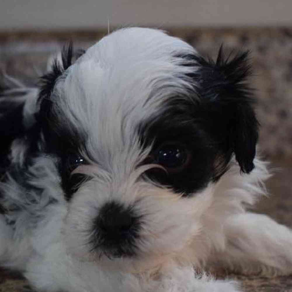 Scott, Male Coton Tzu Puppy for sale in Troy