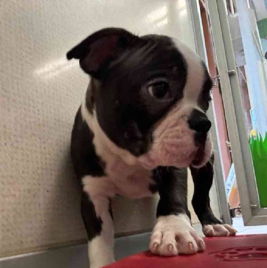 Available Puppies For Sale in Michigan - The Family Puppy
