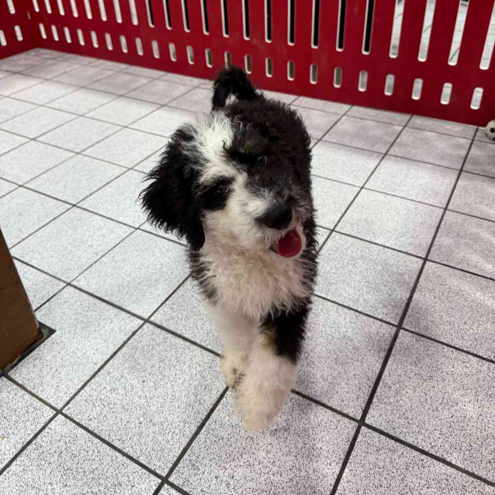 Dogs & Puppies for Sale in Troy, Michigan | The Family Puppy